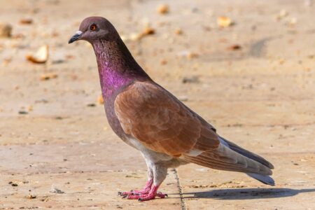 Racing Homer Pigeon: Breed Profile, Pictures & Facts