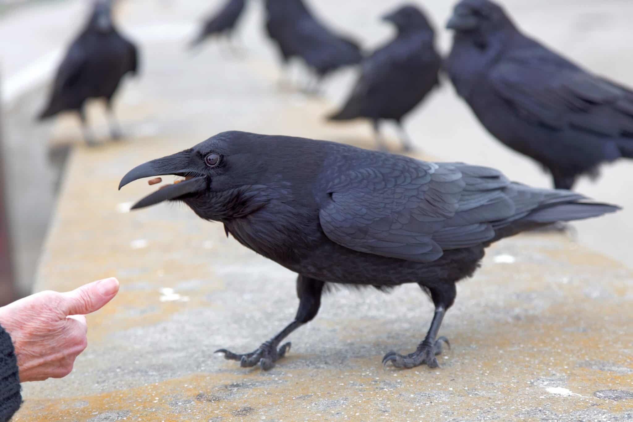 Crows and Ravens as Pets: Do They Make Good Pets?
