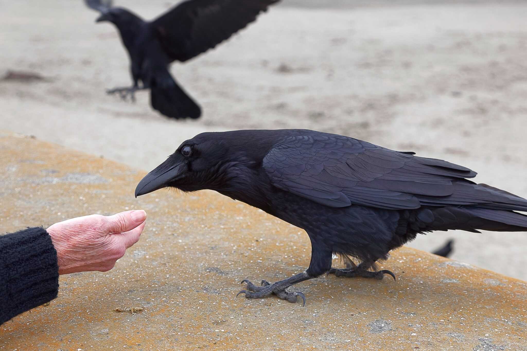 Crows and Ravens as Pets: Do They Make Good Pets?