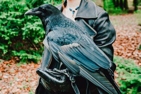 Crows and Ravens as Pets: Do They Make Good Pets?