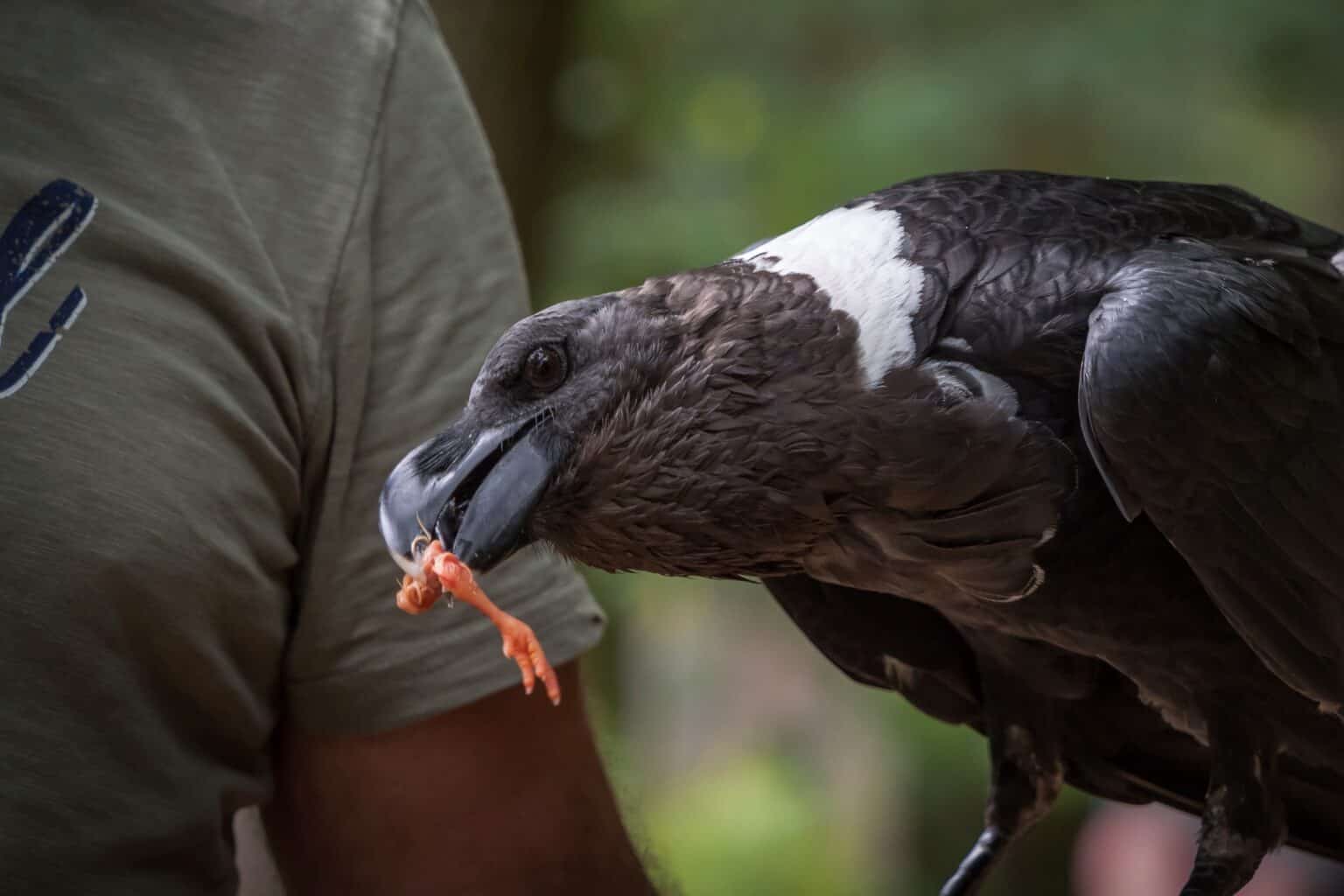 Crows and Ravens as Pets: Do They Make Good Pets?
