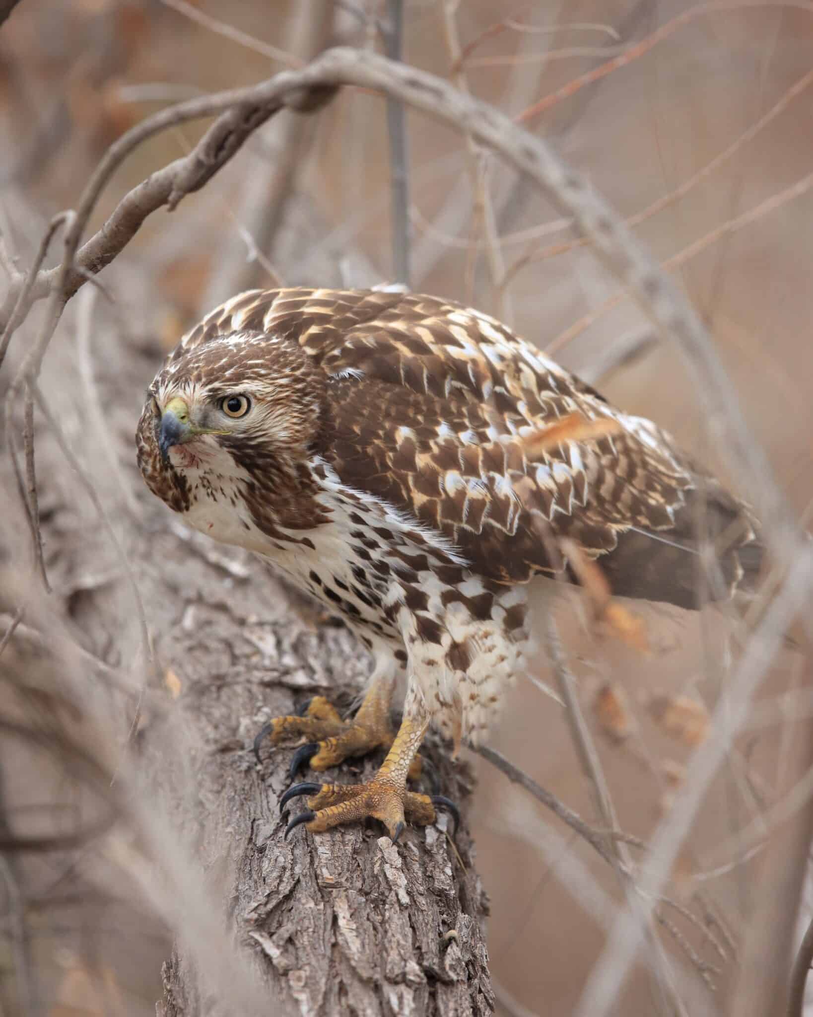 Chicken Hawk: Bird Information, Facts & Pictures - Bird Helpful