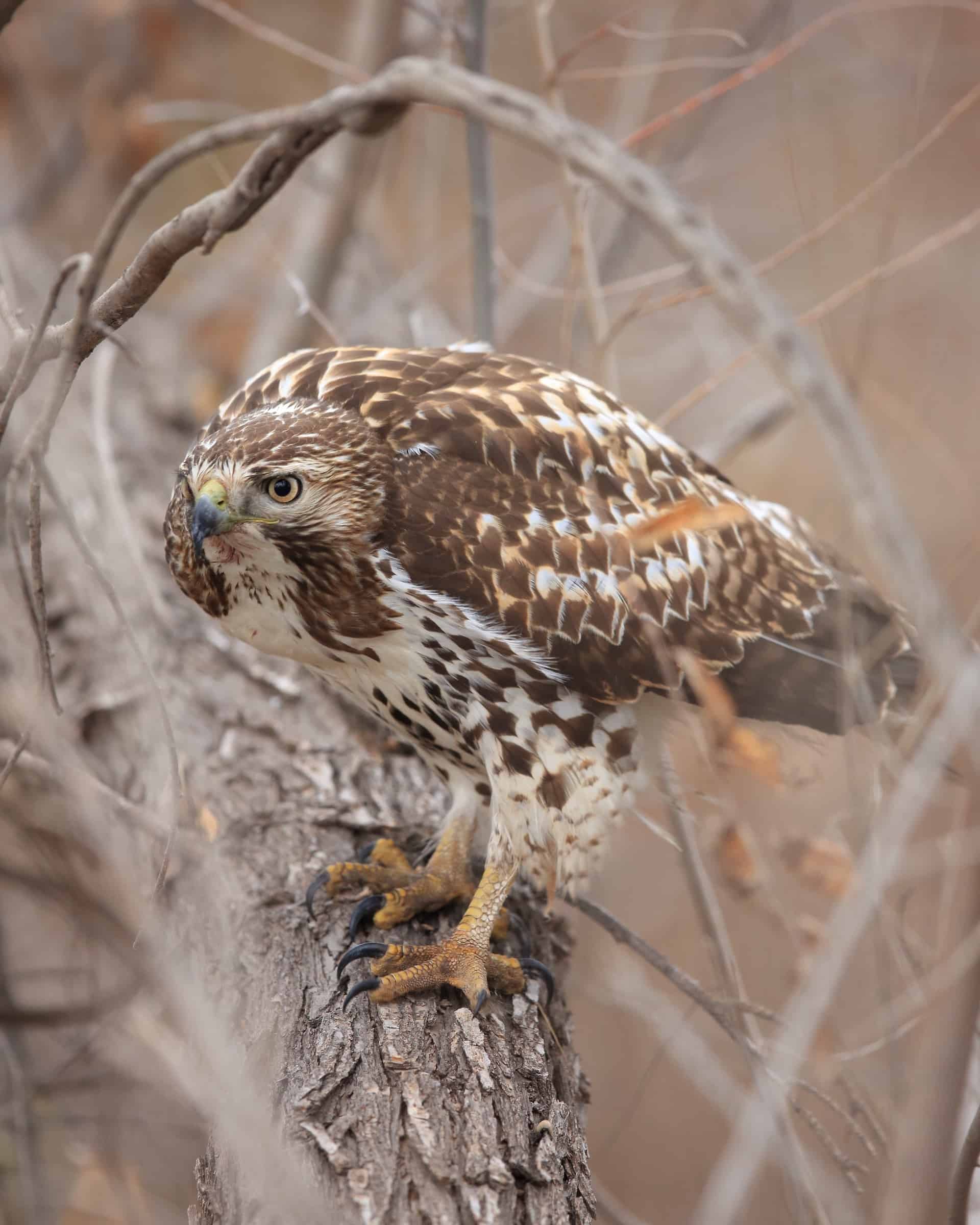 Chicken Hawk: Bird Information, Facts & Pictures - Bird Helpful