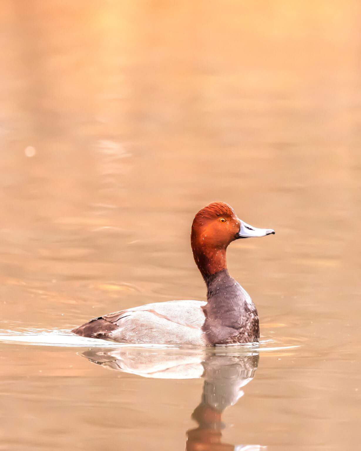7 Ducks With Red Heads (With Pictures & ID Guide)