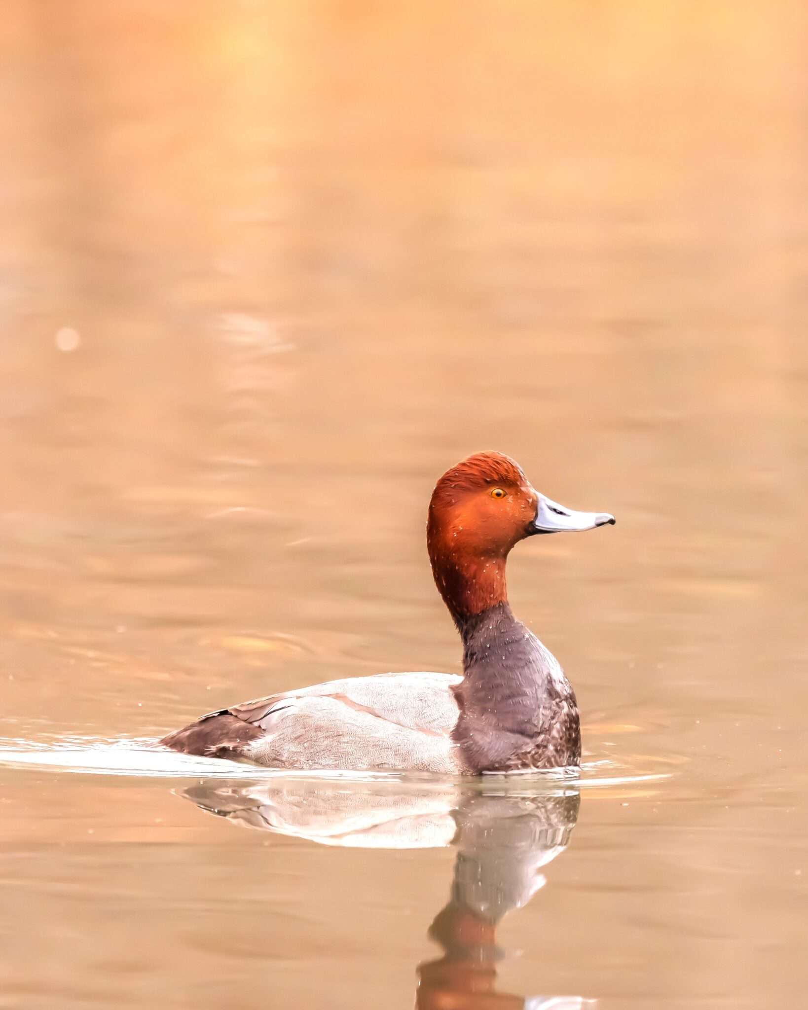 7 Ducks With Red Heads (With Pictures & ID Guide)