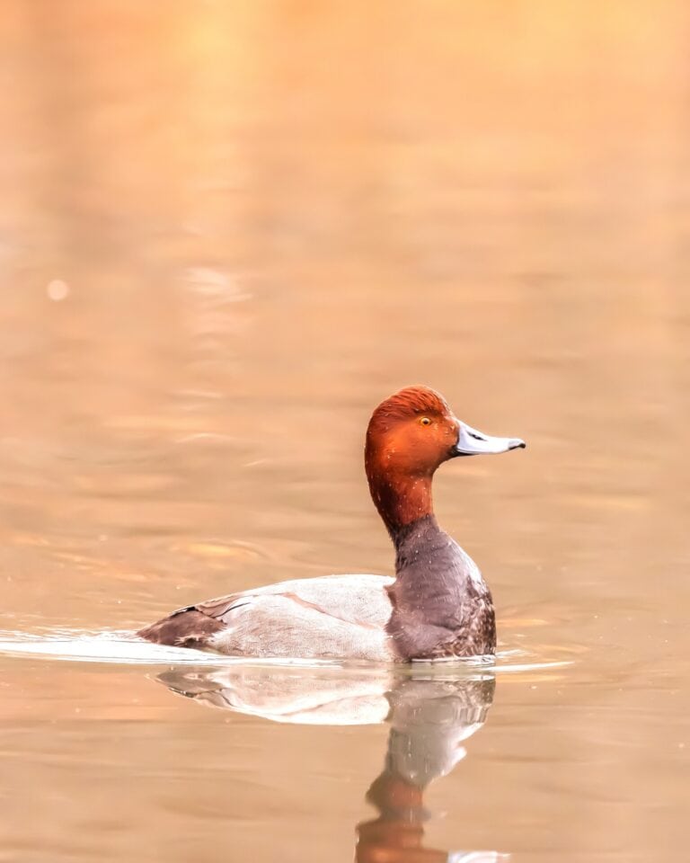 7 Ducks With Red Heads (With Pictures & ID Guide)