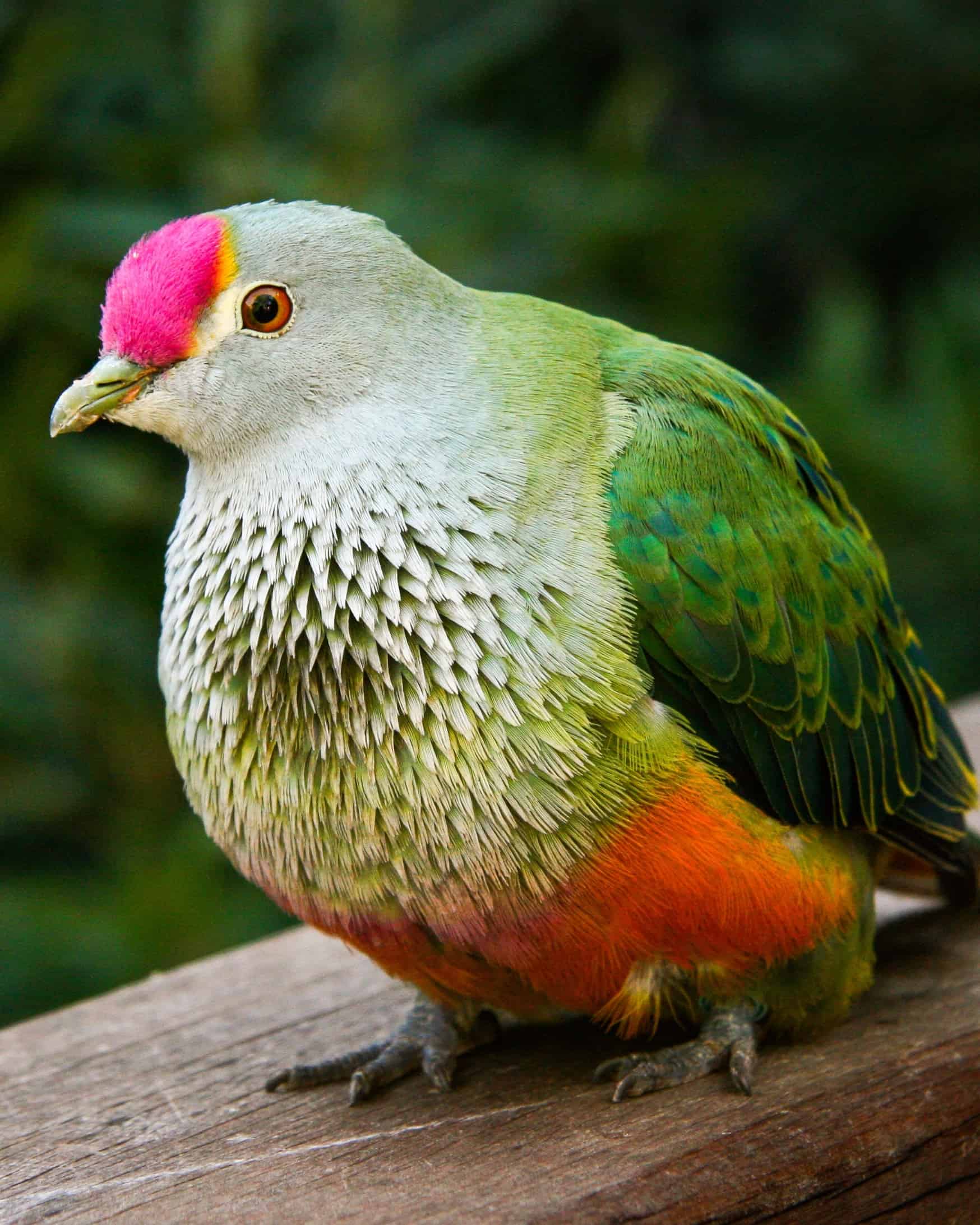 18 Beautiful Pink Birds (With Pictures) - Bird Helpful