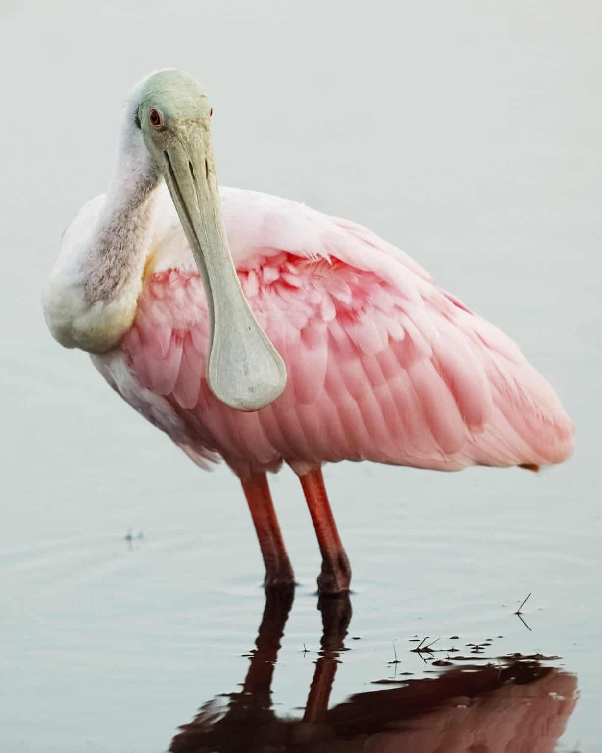 18 Beautiful Pink Birds (With Pictures) - Bird Helpful