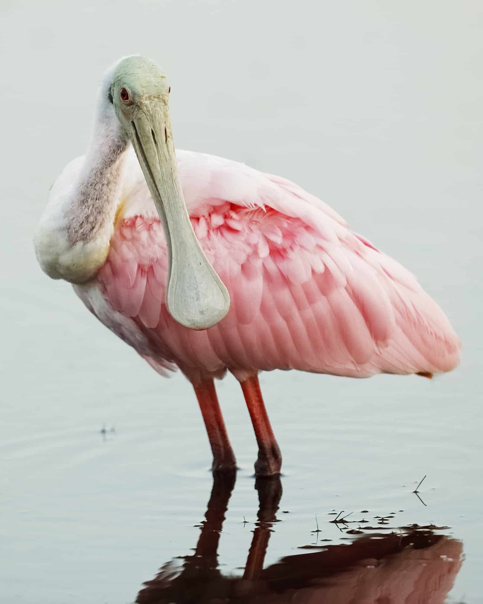 18 Beautiful Pink Birds (With Pictures) - Bird Helpful