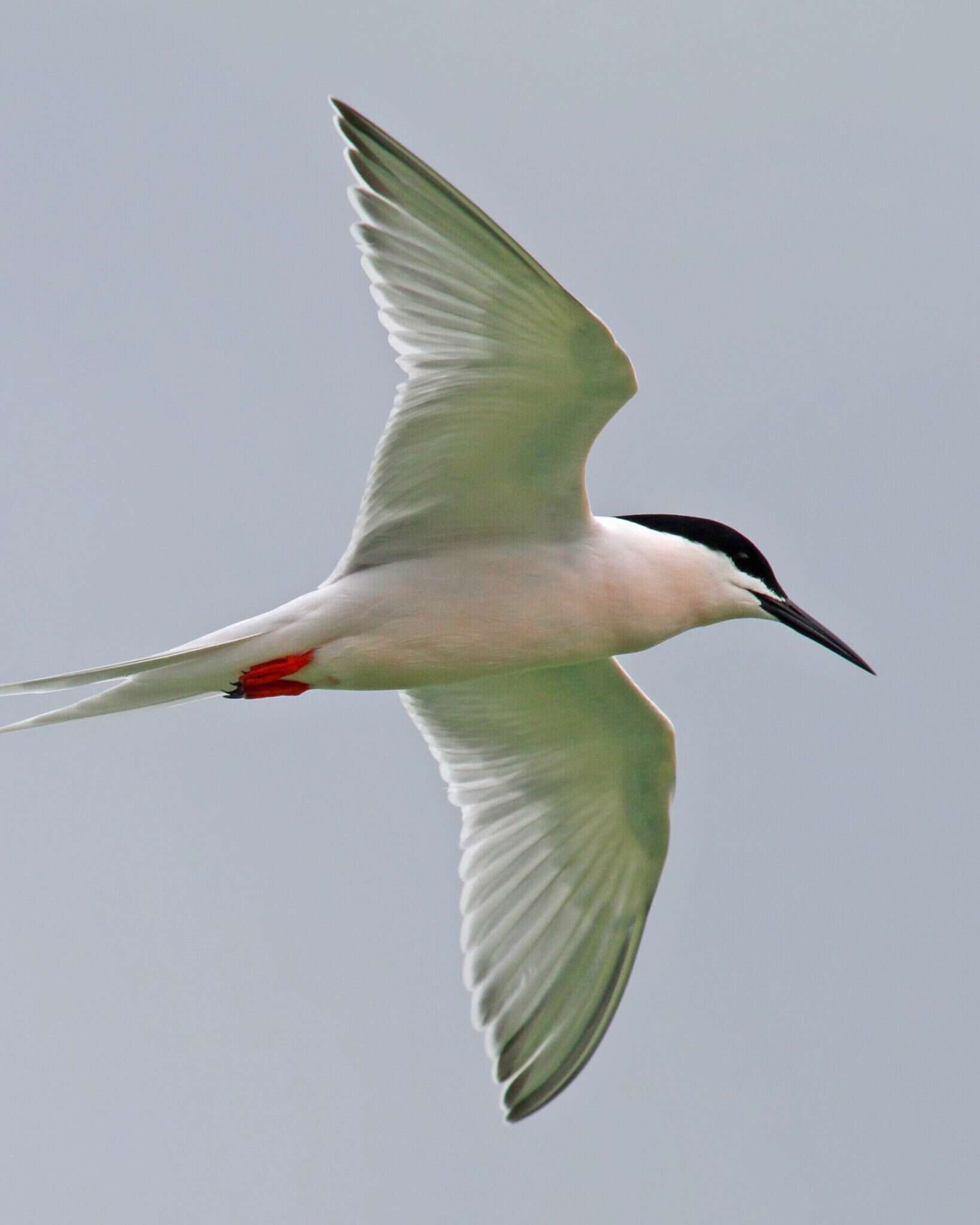 18 Beautiful Pink Birds (With Pictures) - Bird Helpful