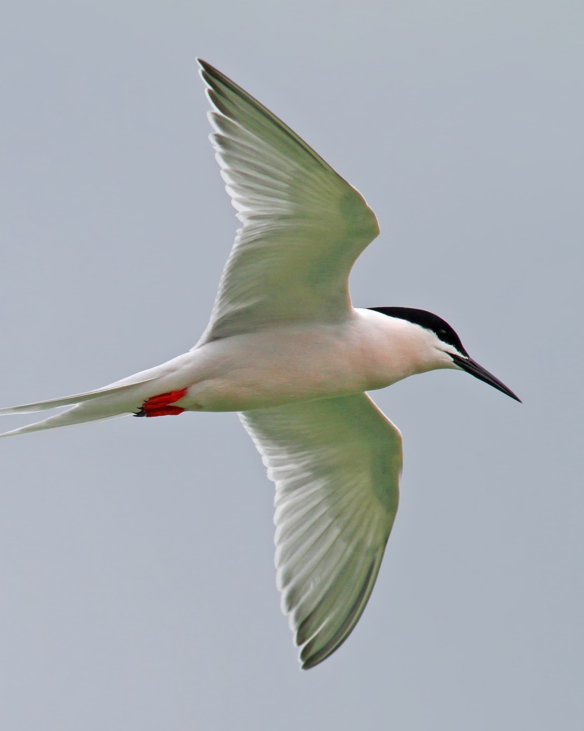 18 Beautiful Pink Birds (With Pictures) - Bird Helpful