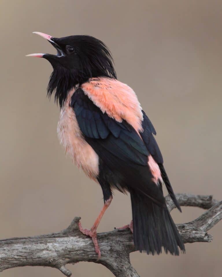 18 Beautiful Pink Birds (With Pictures) - Bird Helpful