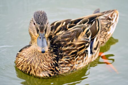 Rouen Duck: Breed Profile, Traits, Pictures & More
