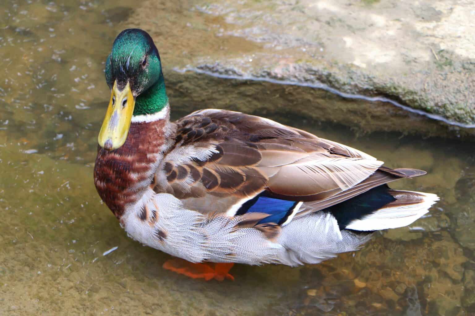 Rouen Duck: Breed Profile, Traits, Pictures & More