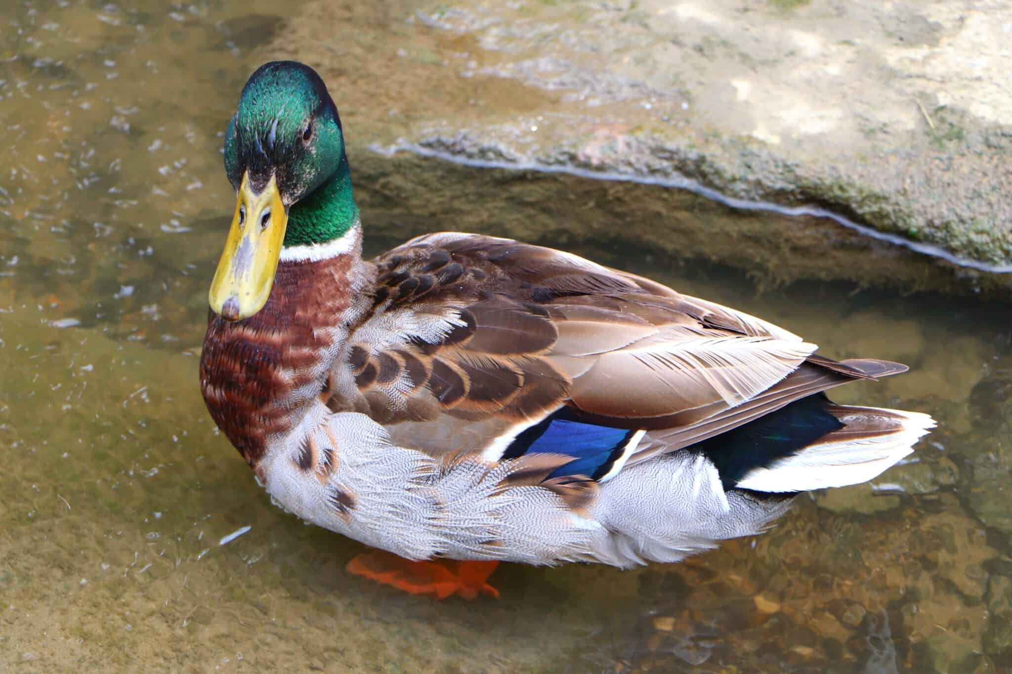 Rouen Duck: Breed Profile, Traits, Pictures & More