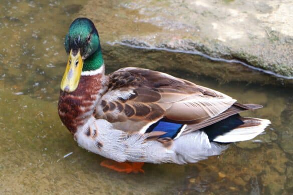 Rouen Duck: Breed Profile, Traits, Pictures & More