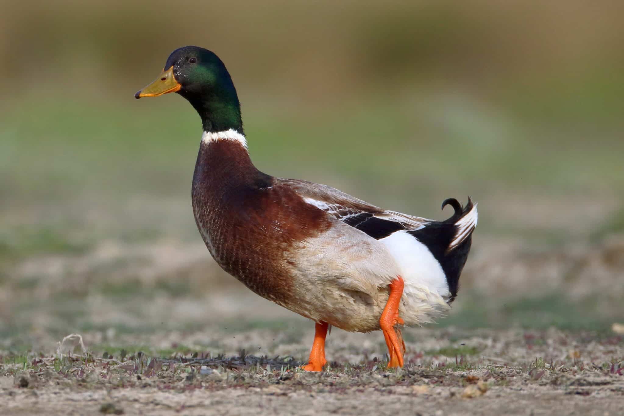 Rouen Duck: Breed Profile, Traits, Pictures & More