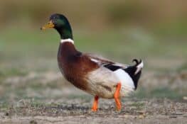 Rouen Duck: Breed Profile, Traits, Pictures & More