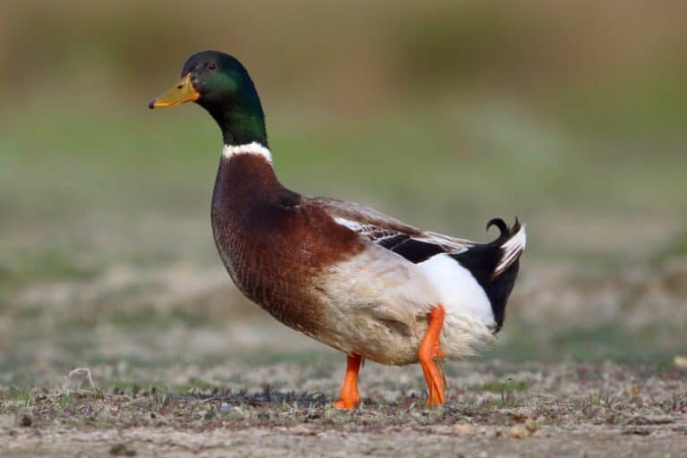 Rouen Duck: Breed Profile, Traits, Pictures & More