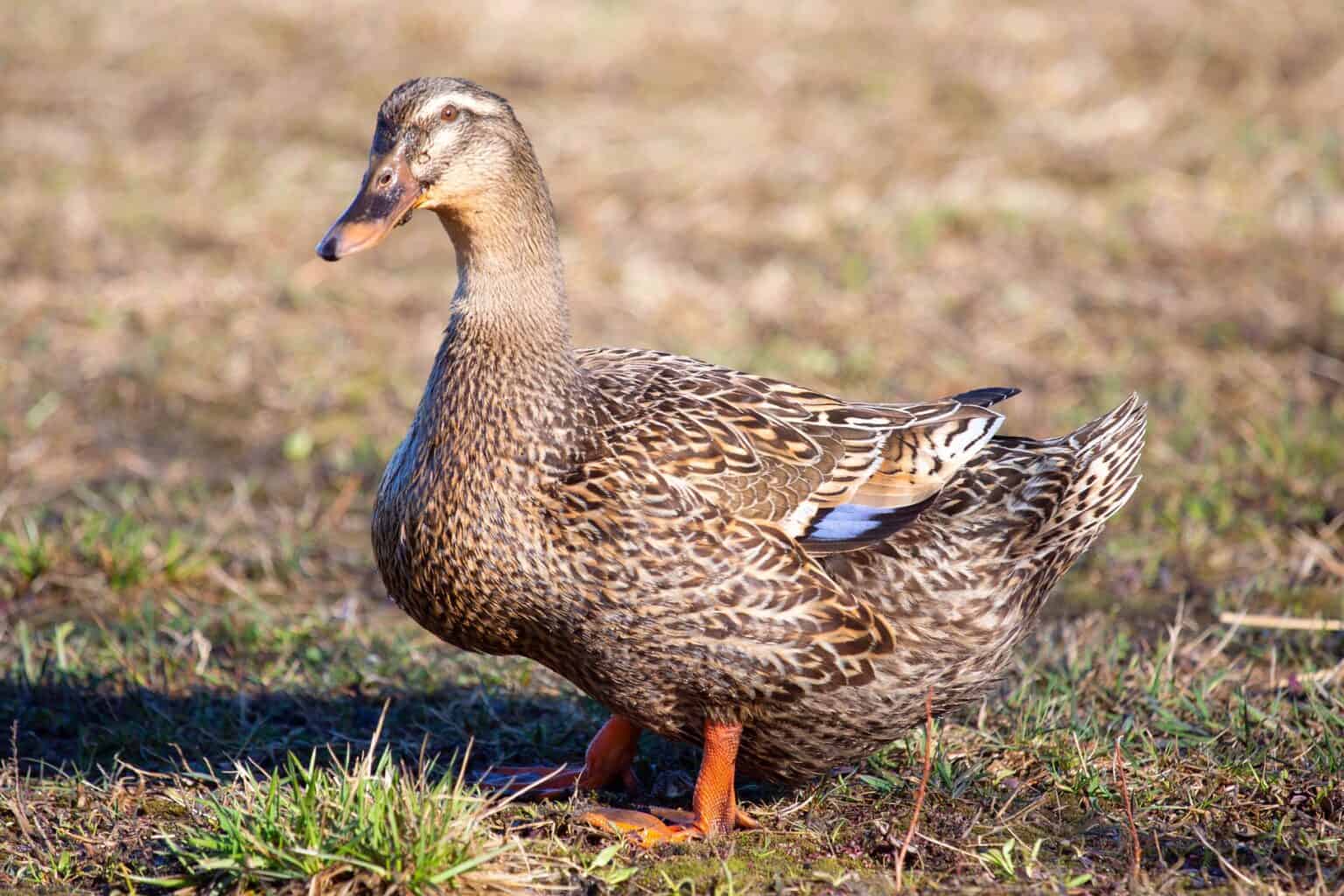Rouen Duck: Breed Profile, Traits, Pictures & More
