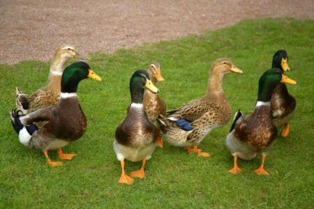 Rouen Duck: Breed Profile, Traits, Pictures & More