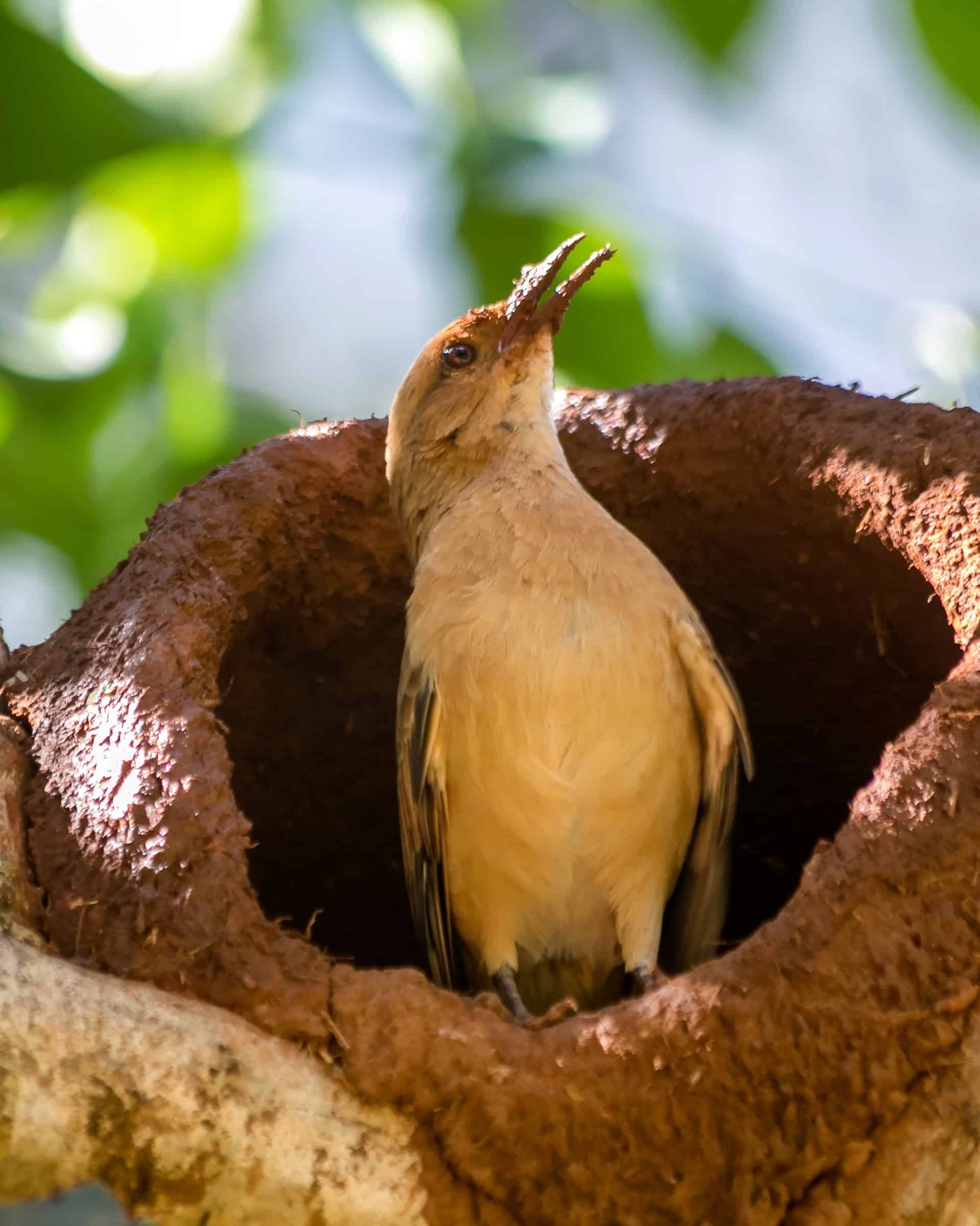 15 Birds That Build Mud Nests - Bird Helpful