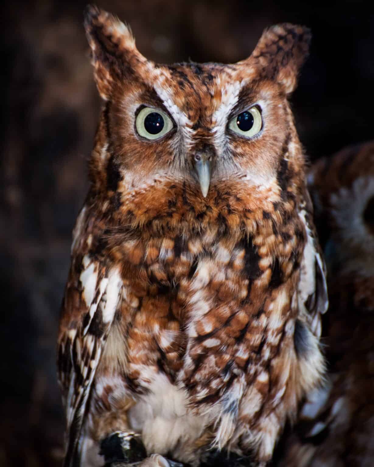 All Owl Colors Explained (+ List of 54 Colorful Owls)