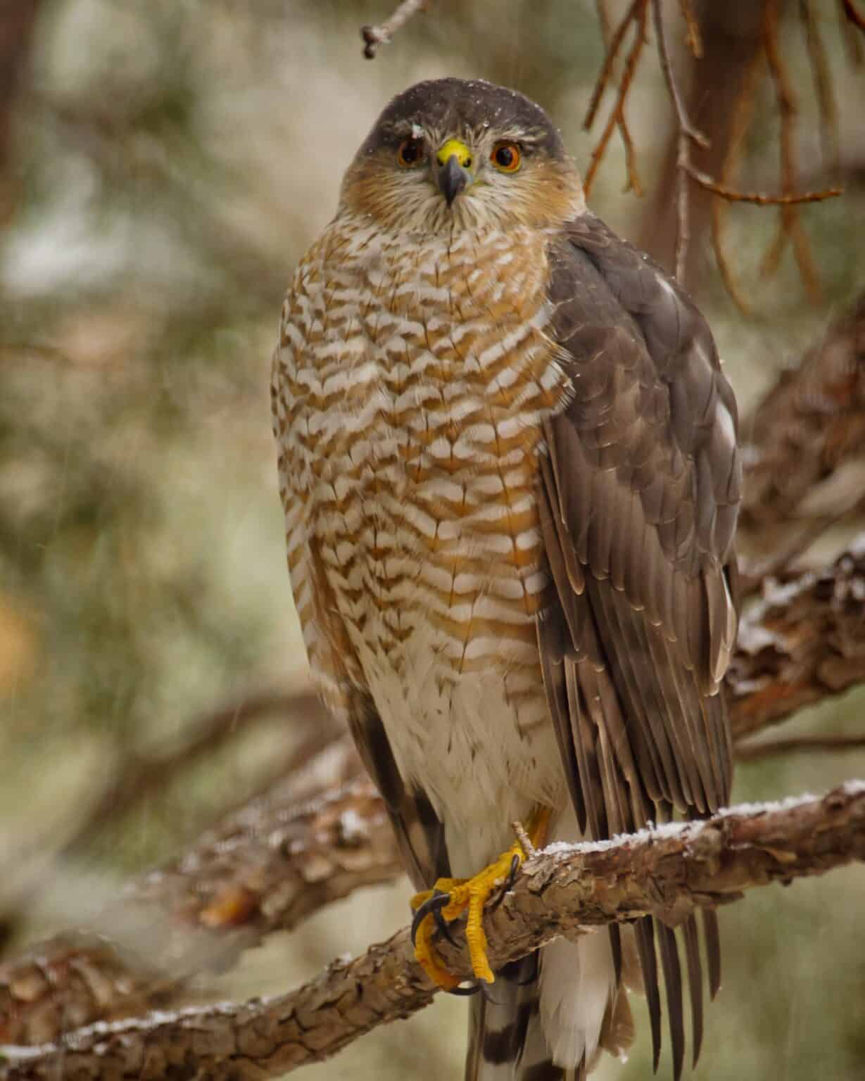 Chicken Hawk: Bird Information, Facts & Pictures - Bird Helpful