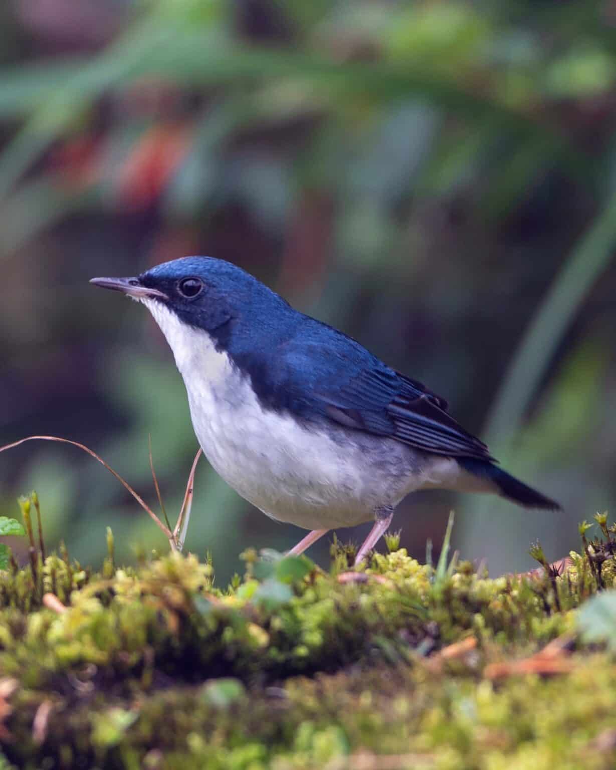 41 Types of Blue Birds (With Pictures & ID Guide)