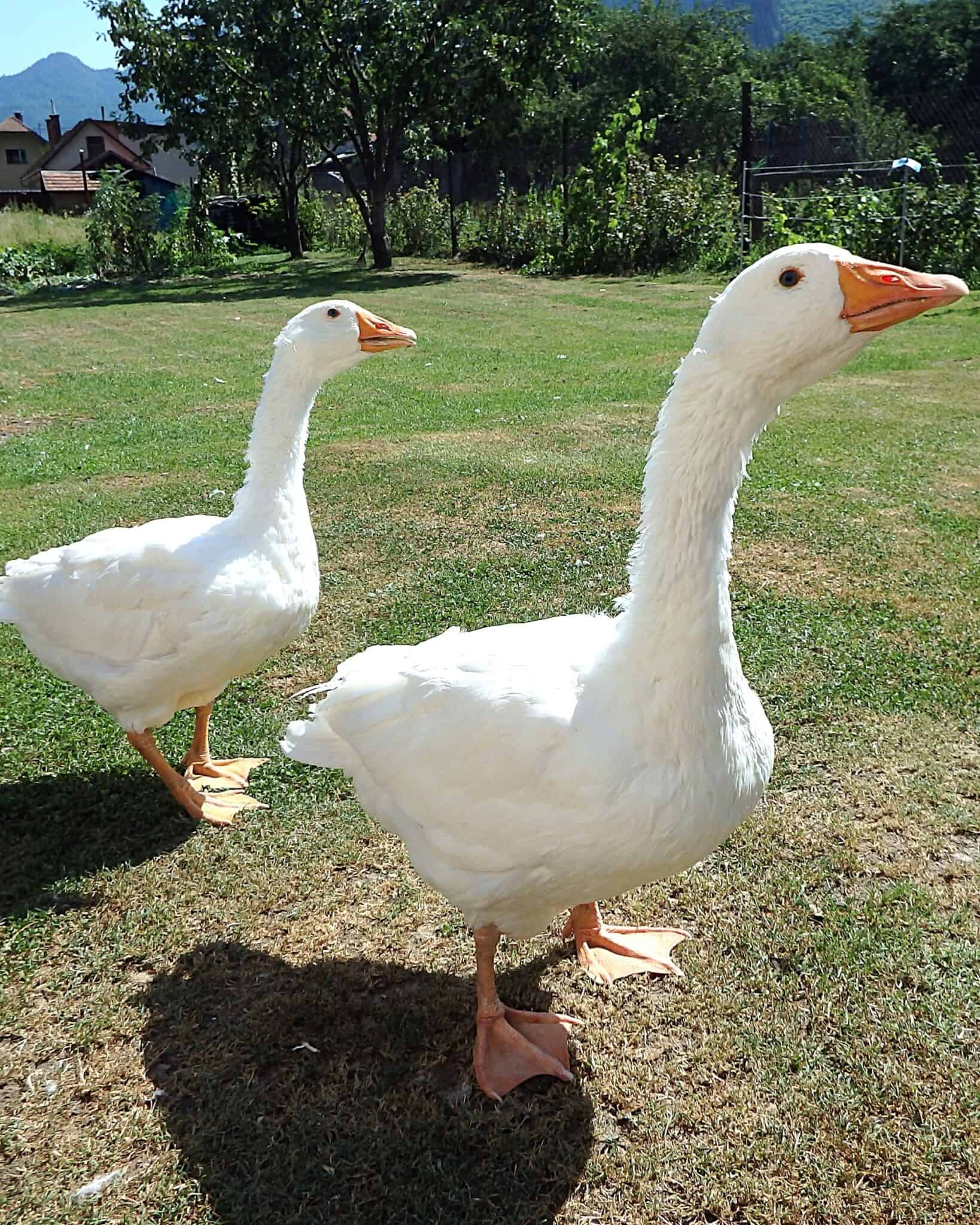 13 White Geese Breeds (With Pictures) - Bird Helpful