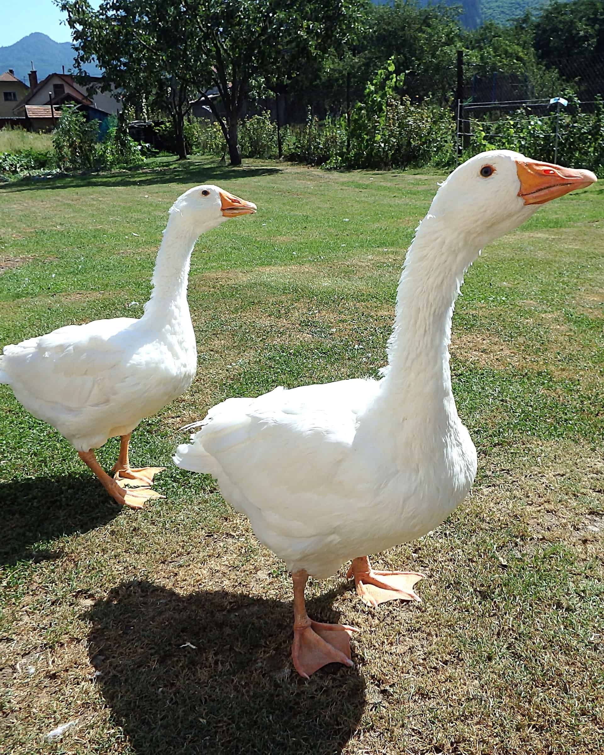 13 White Geese Breeds (With Pictures) - Bird Helpful