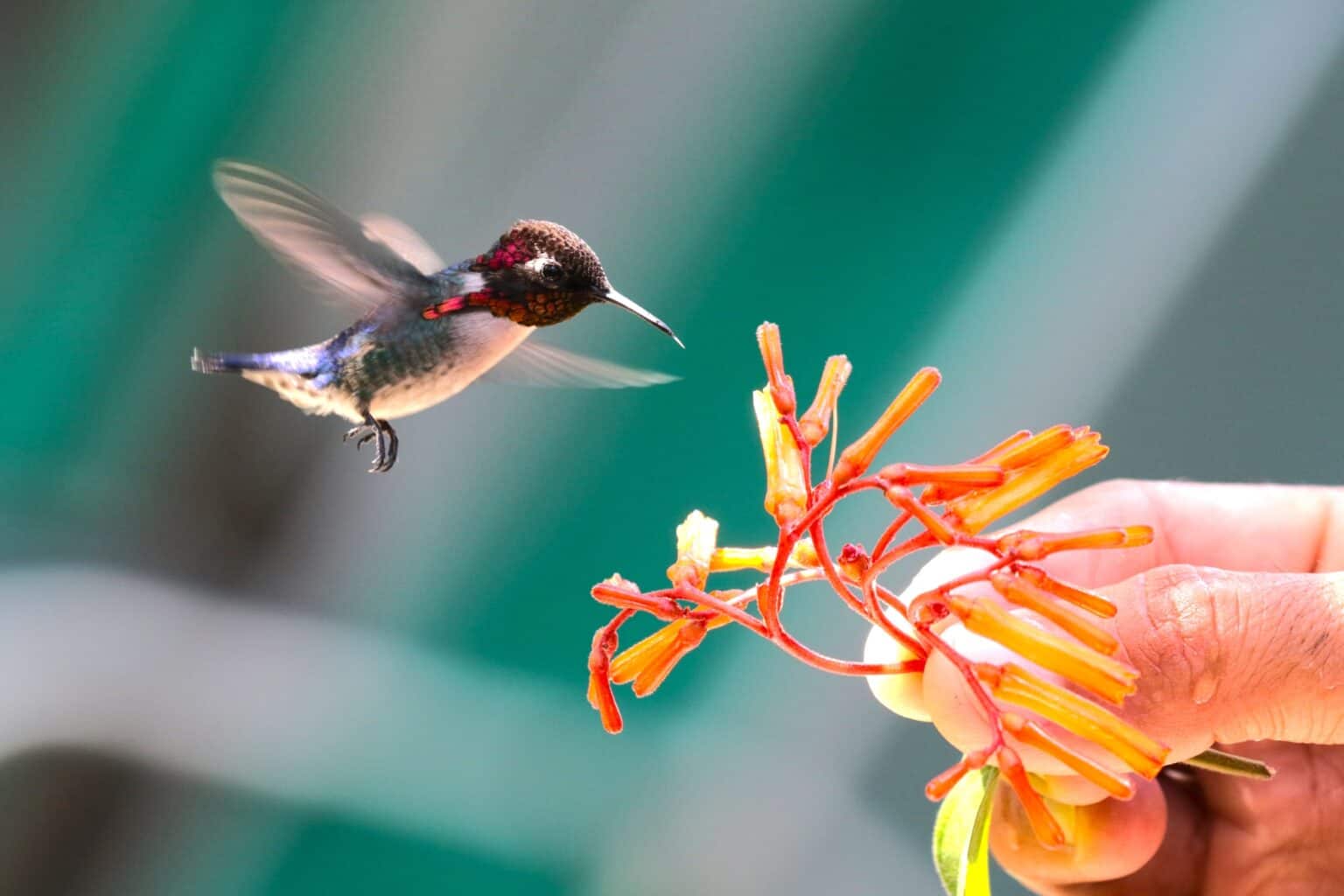 10 Smallest Birds in the World (Ranked by Size) - Bird Helpful