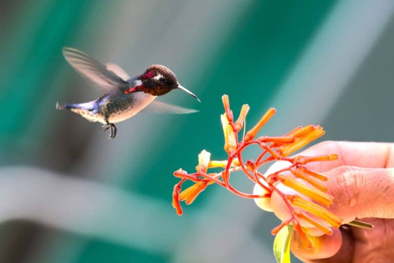 10 Smallest Birds in the World (Ranked by Size) - Bird Helpful