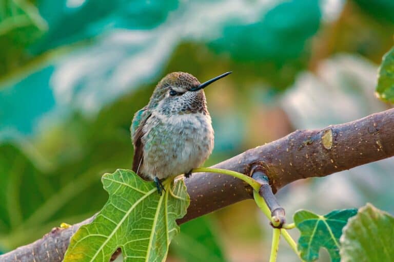 10 Smallest Birds in the World (Ranked by Size) - Bird Helpful