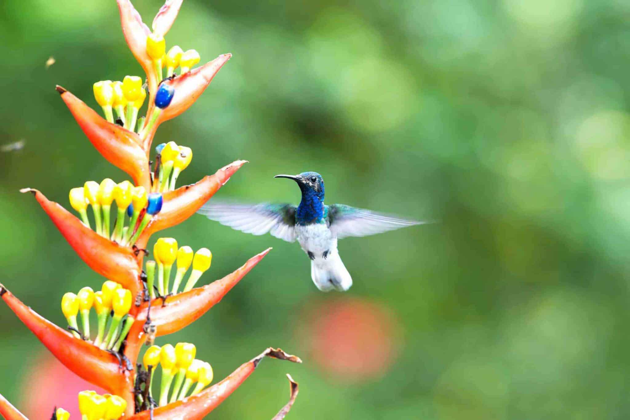 10 Smallest Birds in the World (Ranked by Size) - Bird Helpful