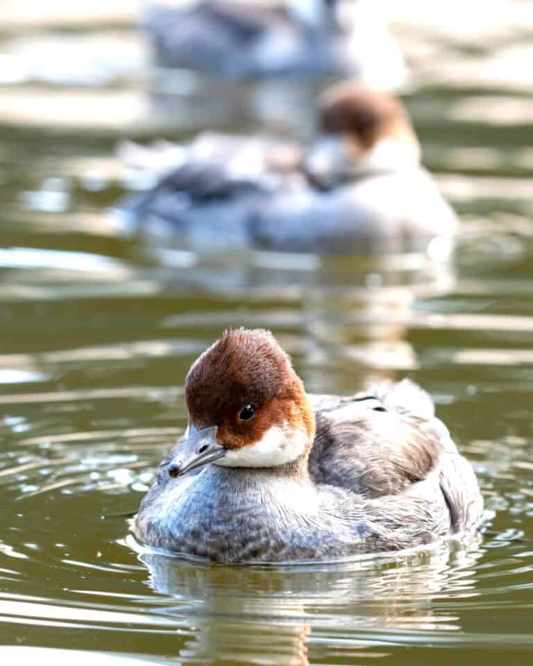 7 Ducks With Red Heads (With Pictures & ID Guide)