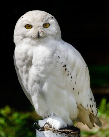 All Owl Colors Explained (+ List of 54 Colorful Owls)