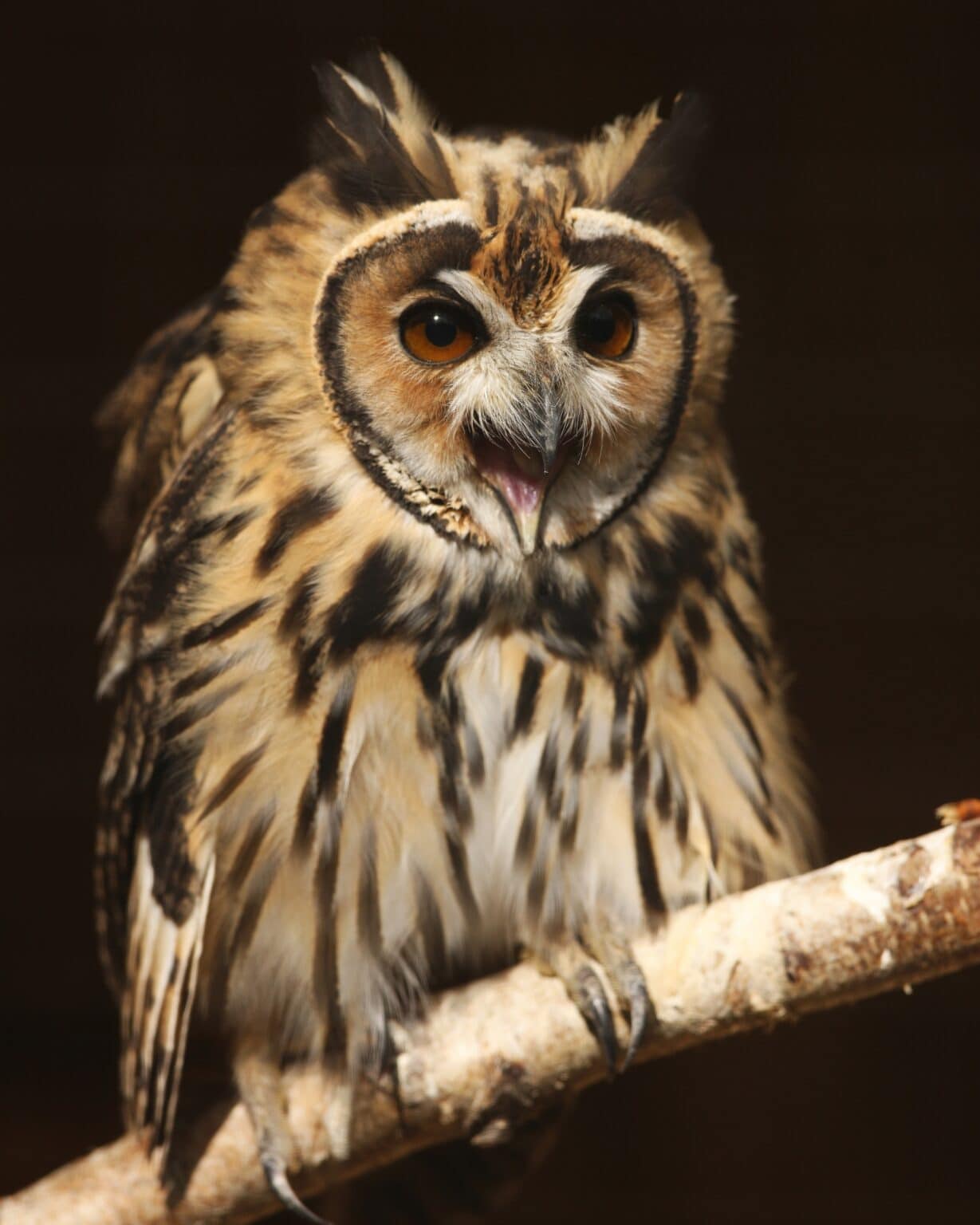 All Owl Colors Explained (+ List of 54 Colorful Owls)