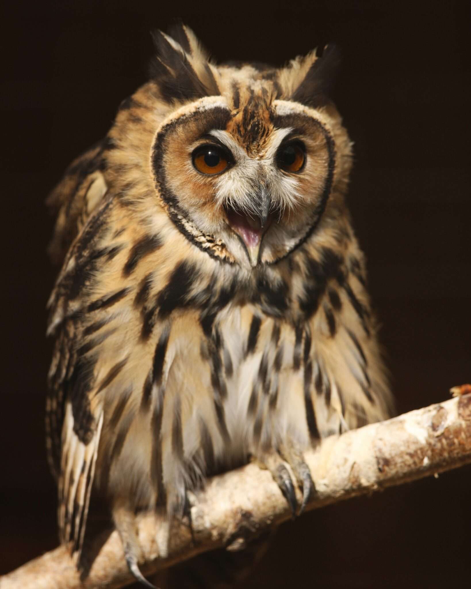 All Owl Colors Explained (+ List of 54 Colorful Owls)