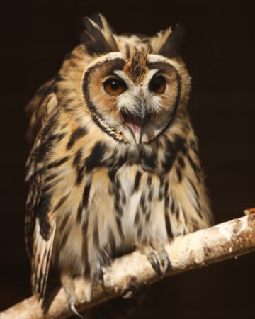 All Owl Colors Explained (+ List of 54 Colorful Owls)