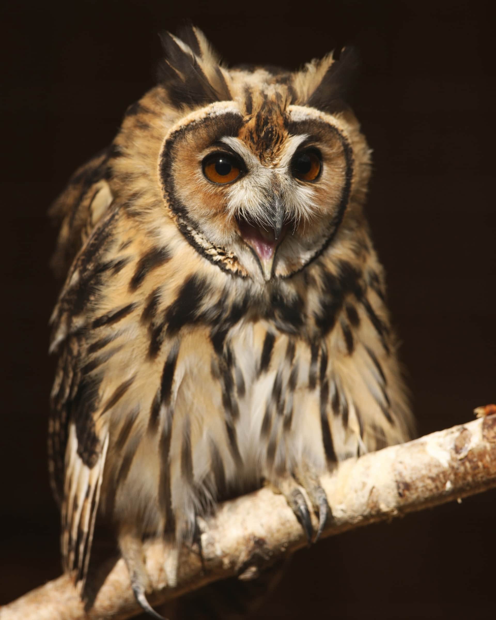 All Owl Colors Explained (+ List of 54 Colorful Owls)