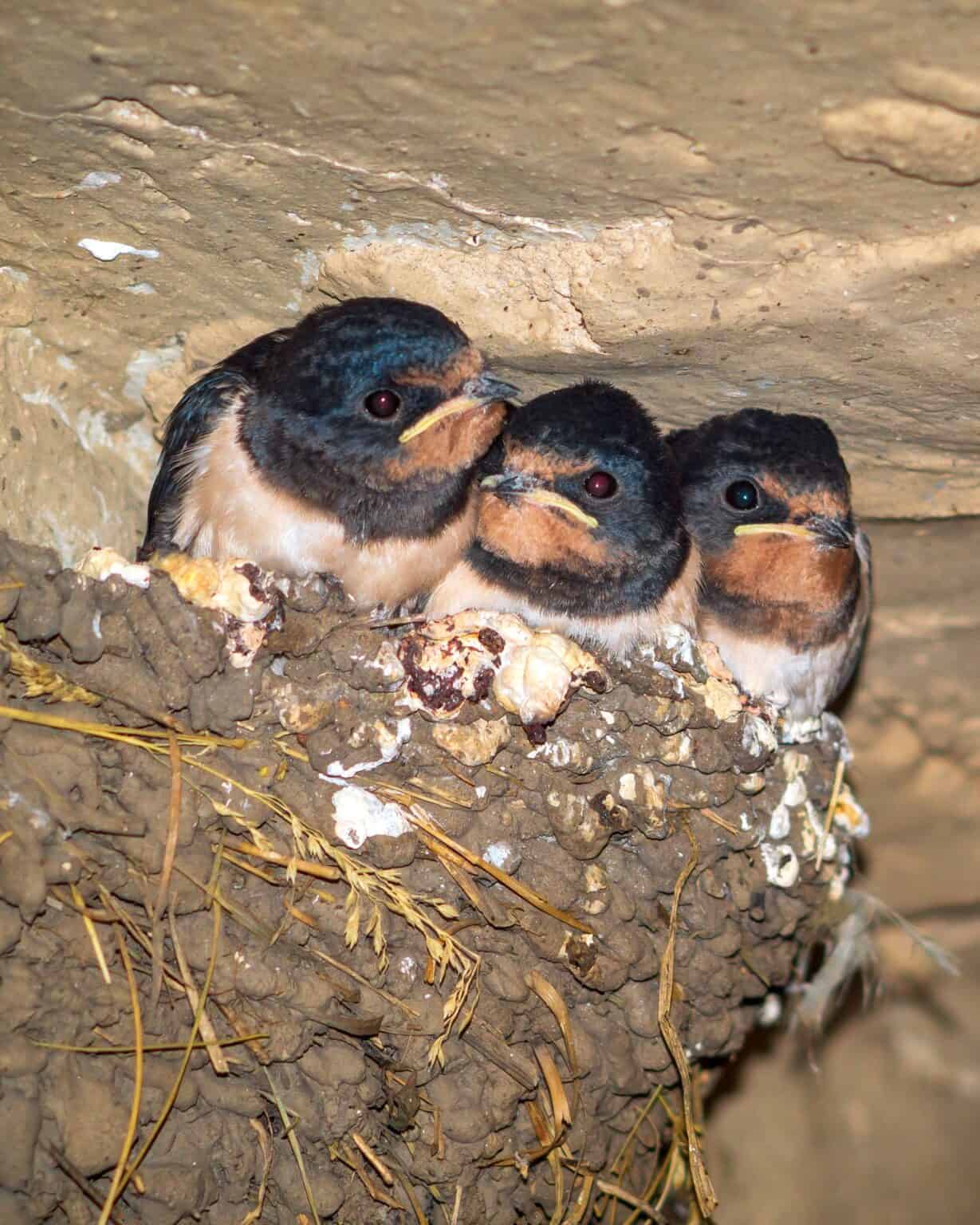 15 Birds That Build Mud Nests - Bird Helpful