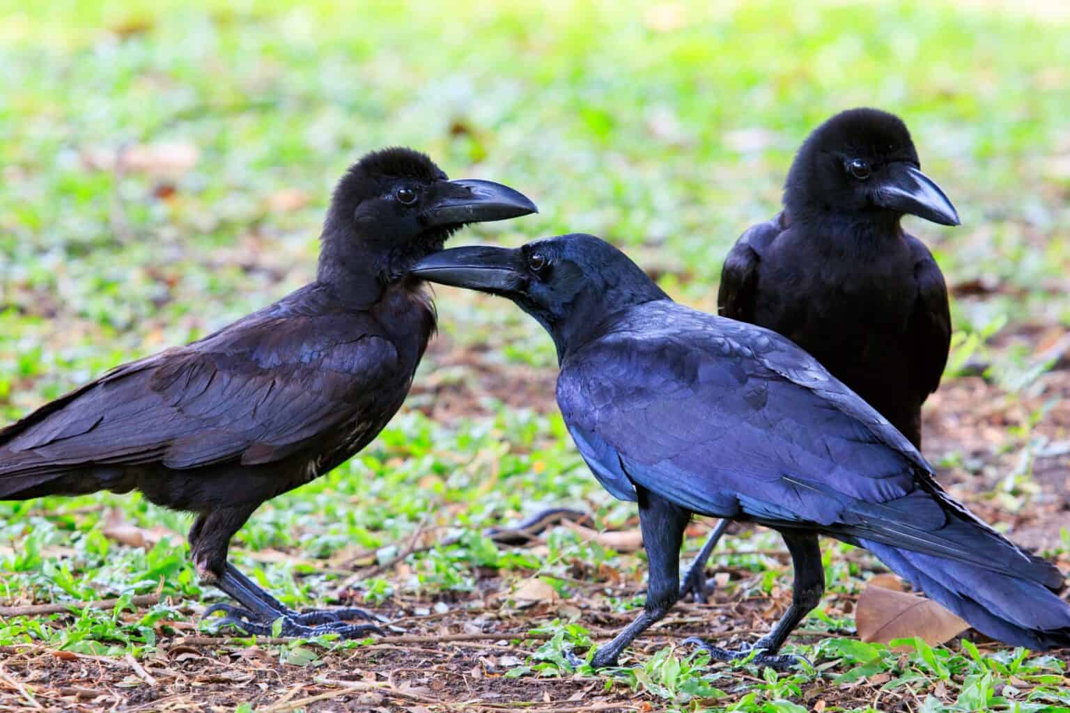 Crows and Ravens as Pets: Do They Make Good Pets?
