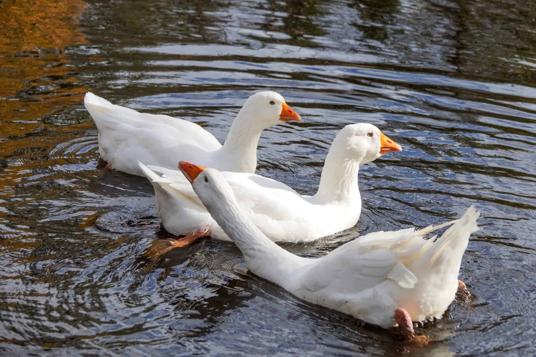 13 White Geese Breeds (With Pictures) - Bird Helpful