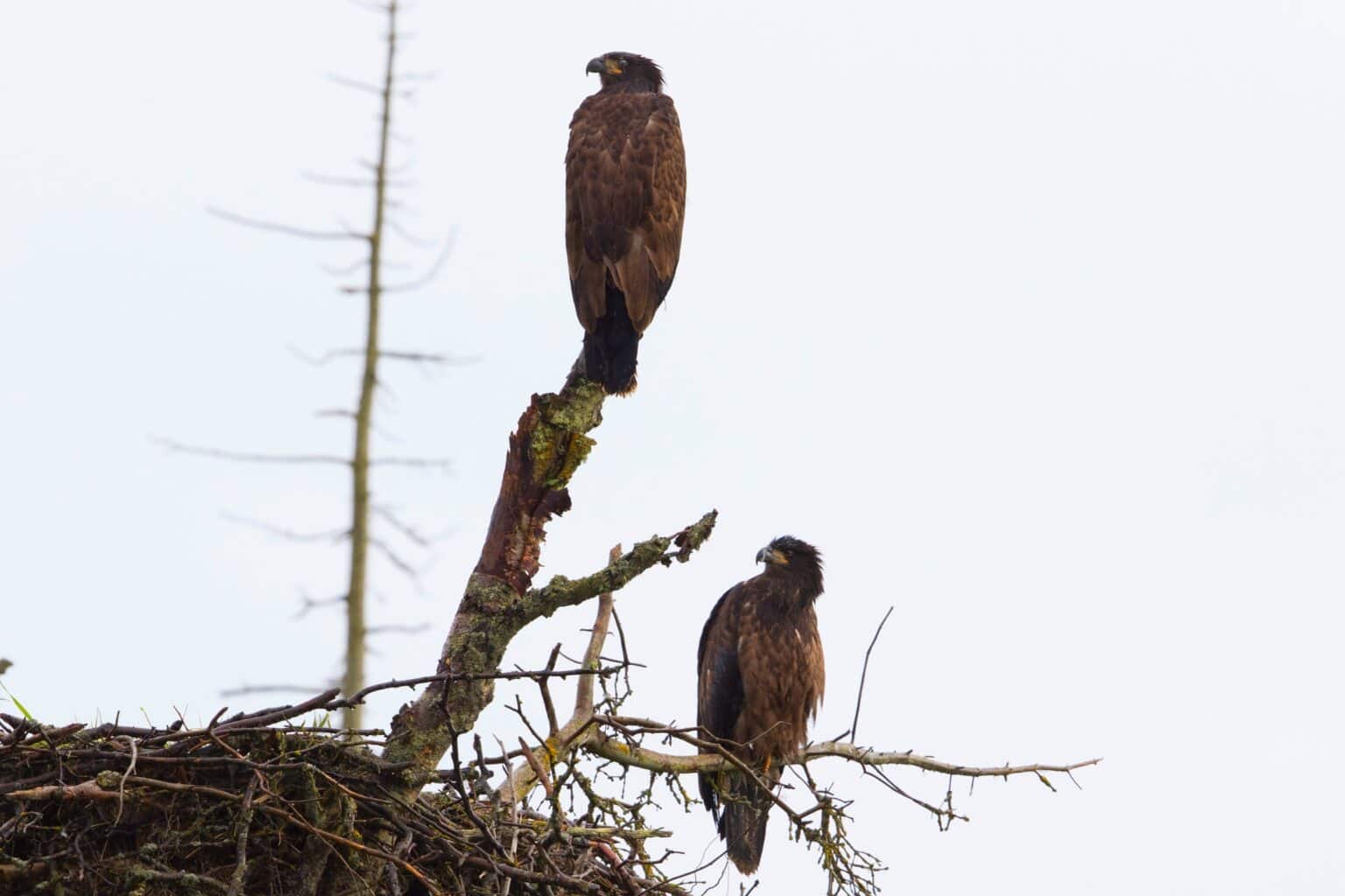 Juvenile Bald Eagles: Everything You Need to Know!