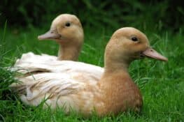 Call Duck: Breed Profile, Traits, Pictures & More