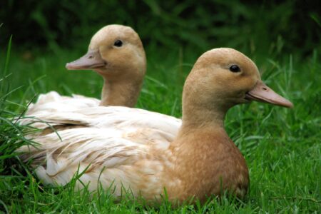 Call Duck: Breed Profile, Traits, Pictures & More