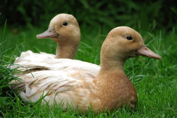 Call Duck: Breed Profile, Traits, Pictures & More