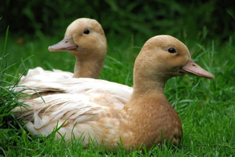 Call Duck: Breed Profile, Traits, Pictures & More
