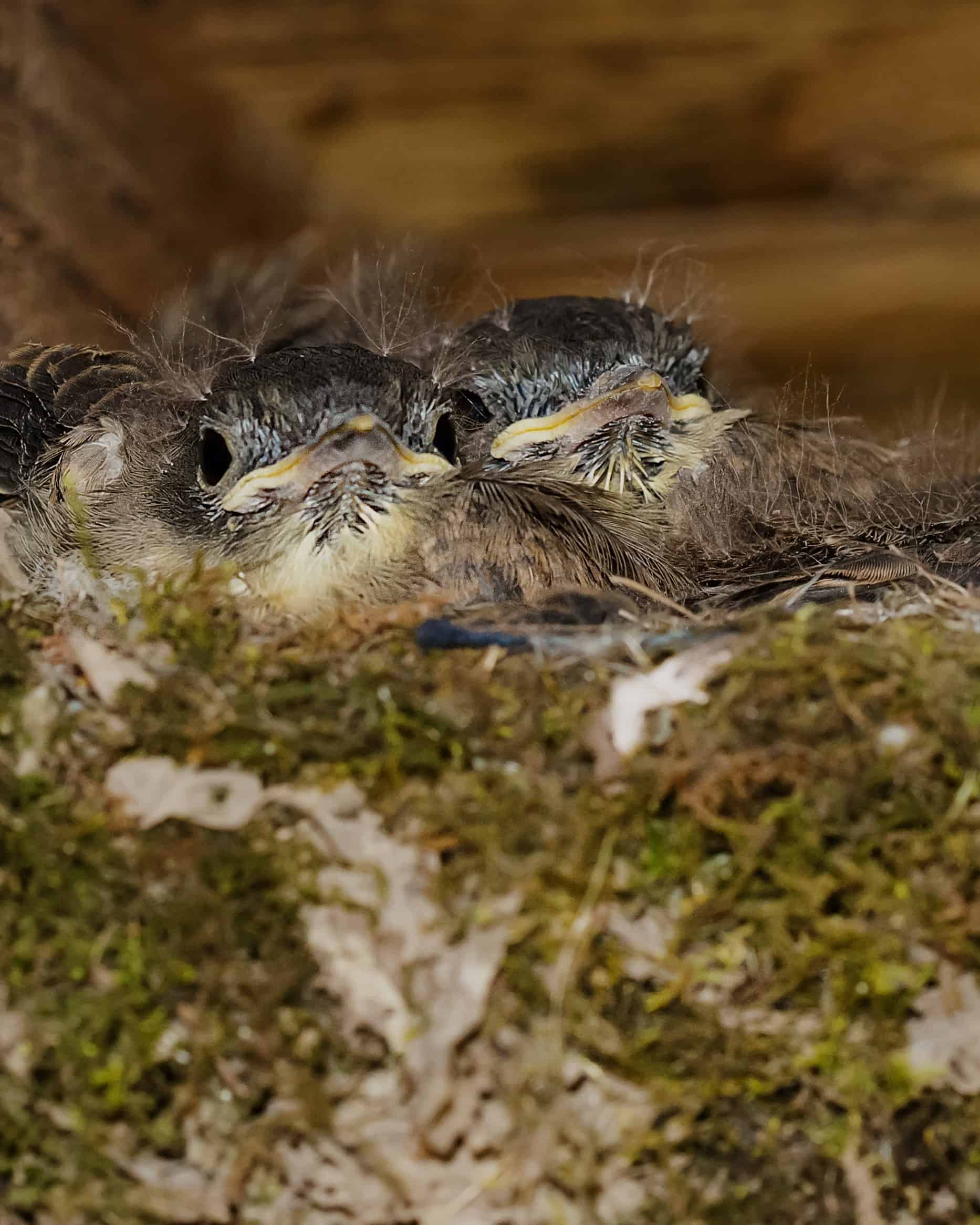 15 Birds That Build Mud Nests - Bird Helpful